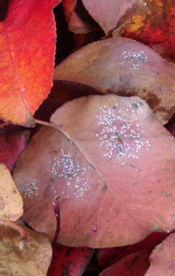 Ash Fly - Warners Tree Surgery - (480) 969-8808