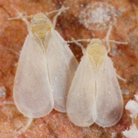 Ash Fly - Warners Tree Surgery - (480) 969-8808