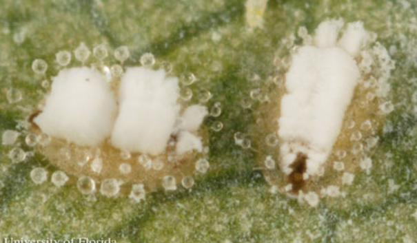 Ash Fly - Warners Tree Surgery - (480) 969-8808