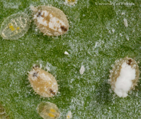 Ash Fly - Warners Tree Surgery - (480) 969-8808