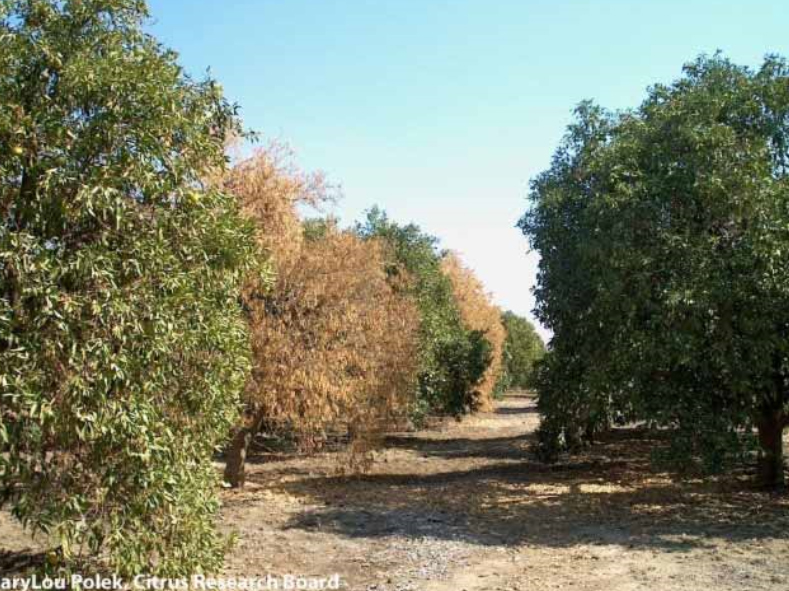 Citrus Tristeza Virus (CTV) | Warners Tree Surgery (480) 969-8808