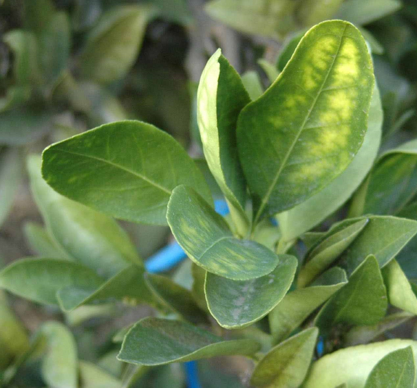 Citrus stubborn disease | Warners Tree Surgery (480) 969-8808