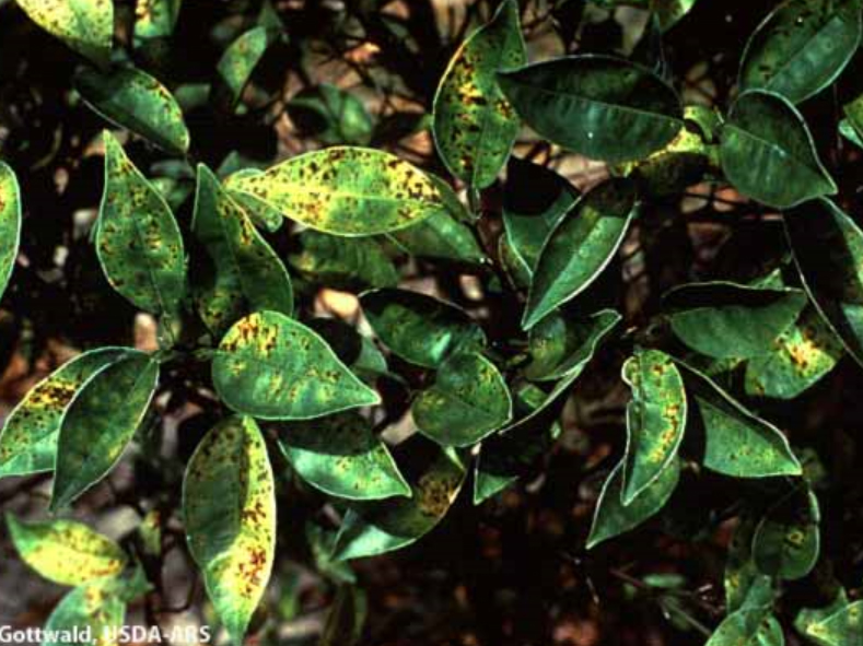 Greasy spot | Warners Tree Surgery (480) 969-8808