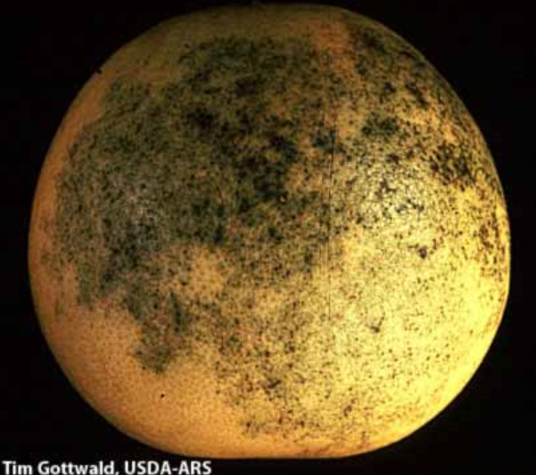Citrus Tree Disease | Warners Tree Surgery (480) 969-8808