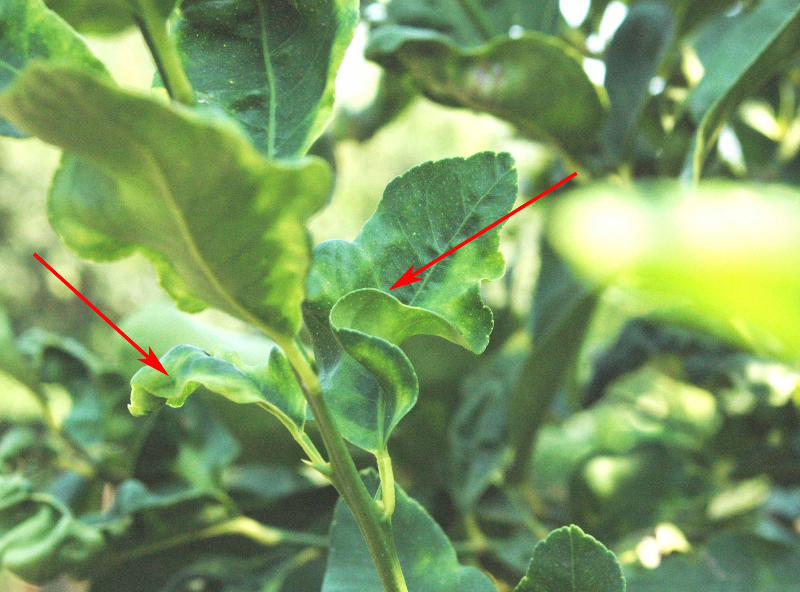 Citrus chlorotic dwarf virus | Warners Tree Surgery (480) 969-8808
