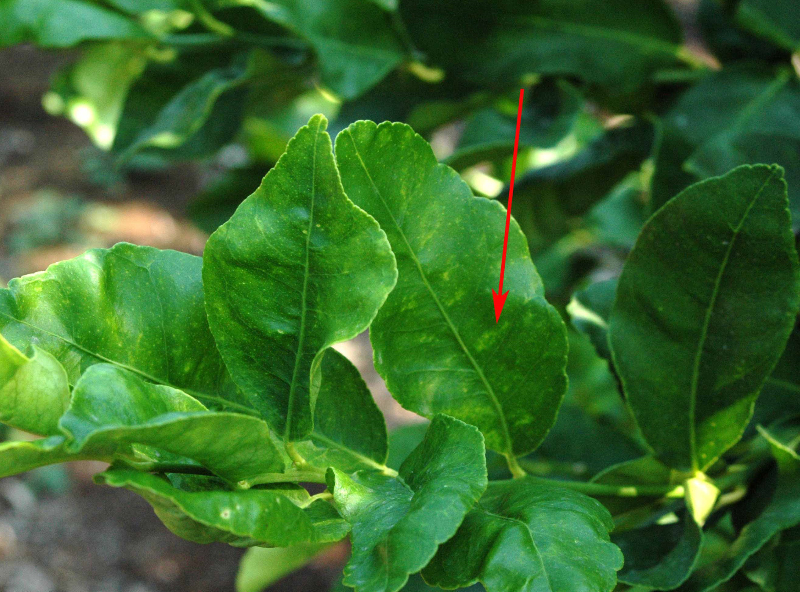 Citrus chlorotic dwarf virus | Warners Tree Surgery (480) 969-8808