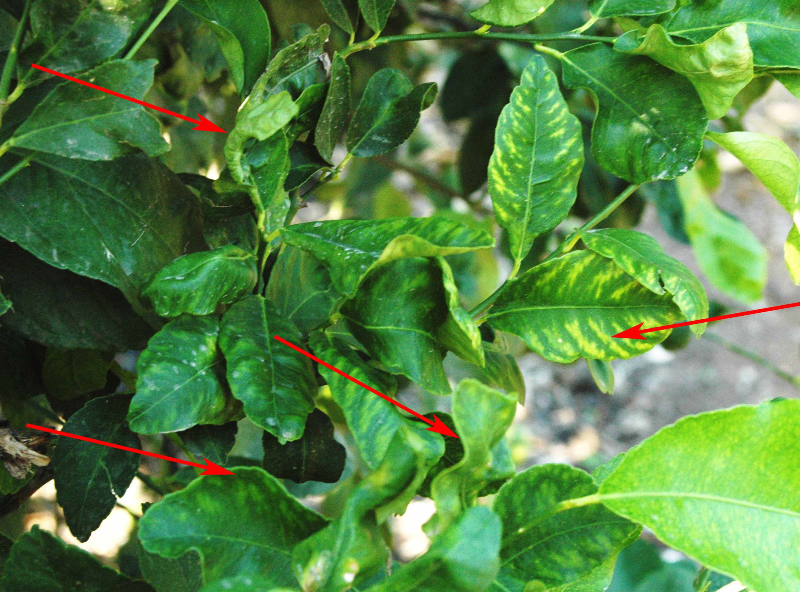 Citrus chlorotic dwarf virus | Warners Tree Surgery (480) 969-8808