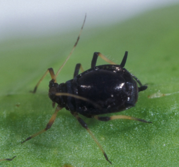 Citrus Tristeza Virus (CTV) | Warners Tree Surgery (480) 969-8808