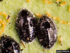 Citrus blackflies | Warners Tree Surgery (480) 969-8808