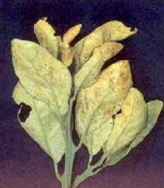 Citrus thrips | Warners Tree Surgery (480) 969-8808