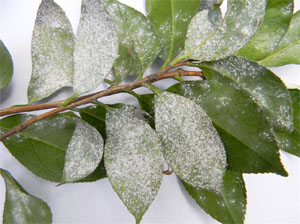 Scales| Warners Tree Surgery (480) 969-8808