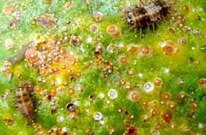 Scales| Warners Tree Surgery (480) 969-8808