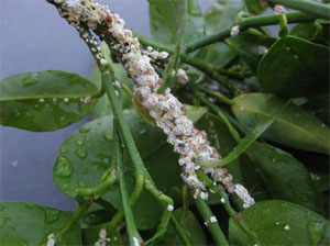 Scales| Warners Tree Surgery (480) 969-8808