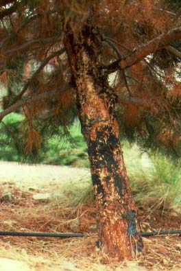 Plant Biology disease diagnosing treatment Sick Tree Help