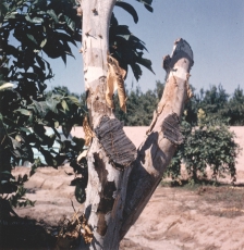 Warners Tree Surgery disease diagnosing