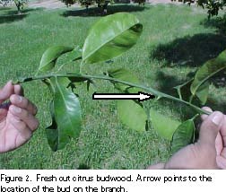 Citrus budding plant propagation technique